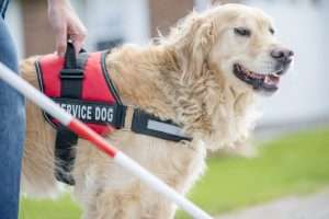 Service Animals: Decoding ADA Laws for Better Accessibility